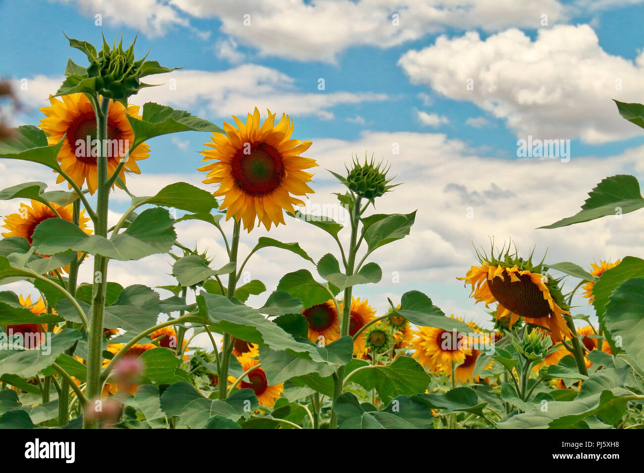 landscape with sunflowers Stock Photo - Alamy
