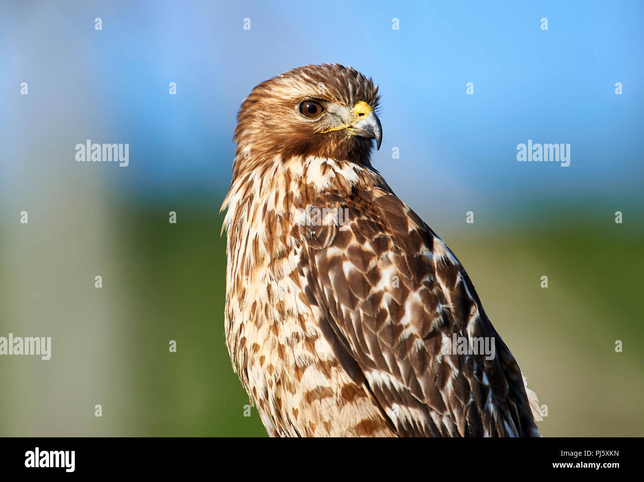 Red-shouldered Hawk (Buteo lineatus) close up, Point Reyes National ...