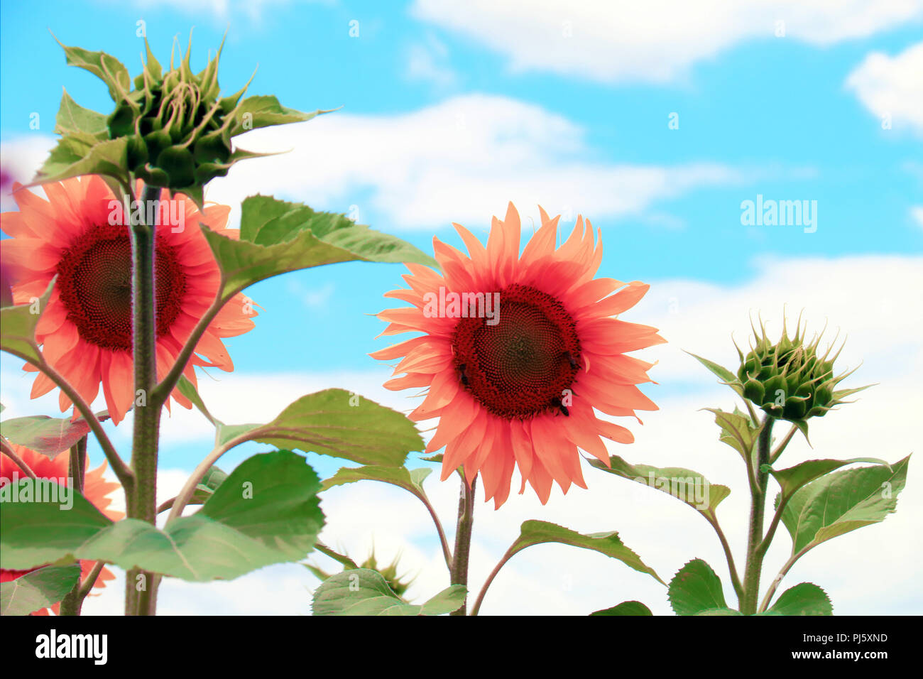 Fantasy scene with weird colored sunflowers Stock Photo - Alamy