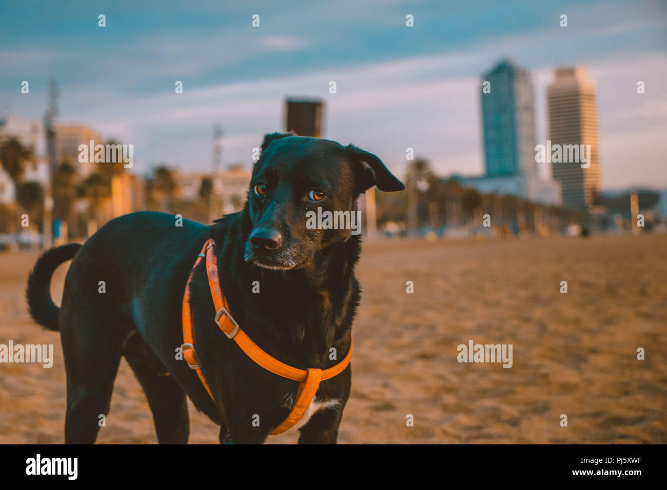 Spain dog beach hi-res stock photography and images - Alamy