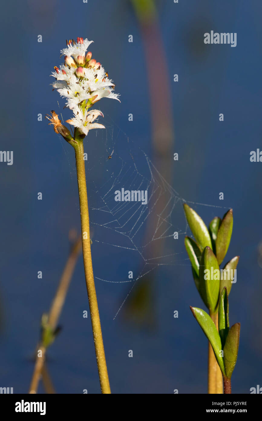 Flowering plant in Little Cultus Lake, Deschutes National Forest ...