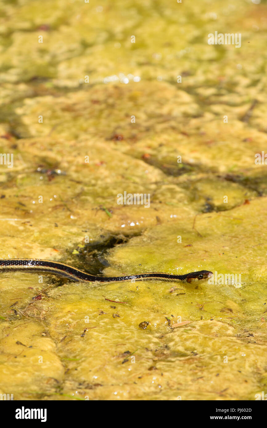 Garter snake on algae at Blue Lagoon on the Deschutes River, Deschutes ...