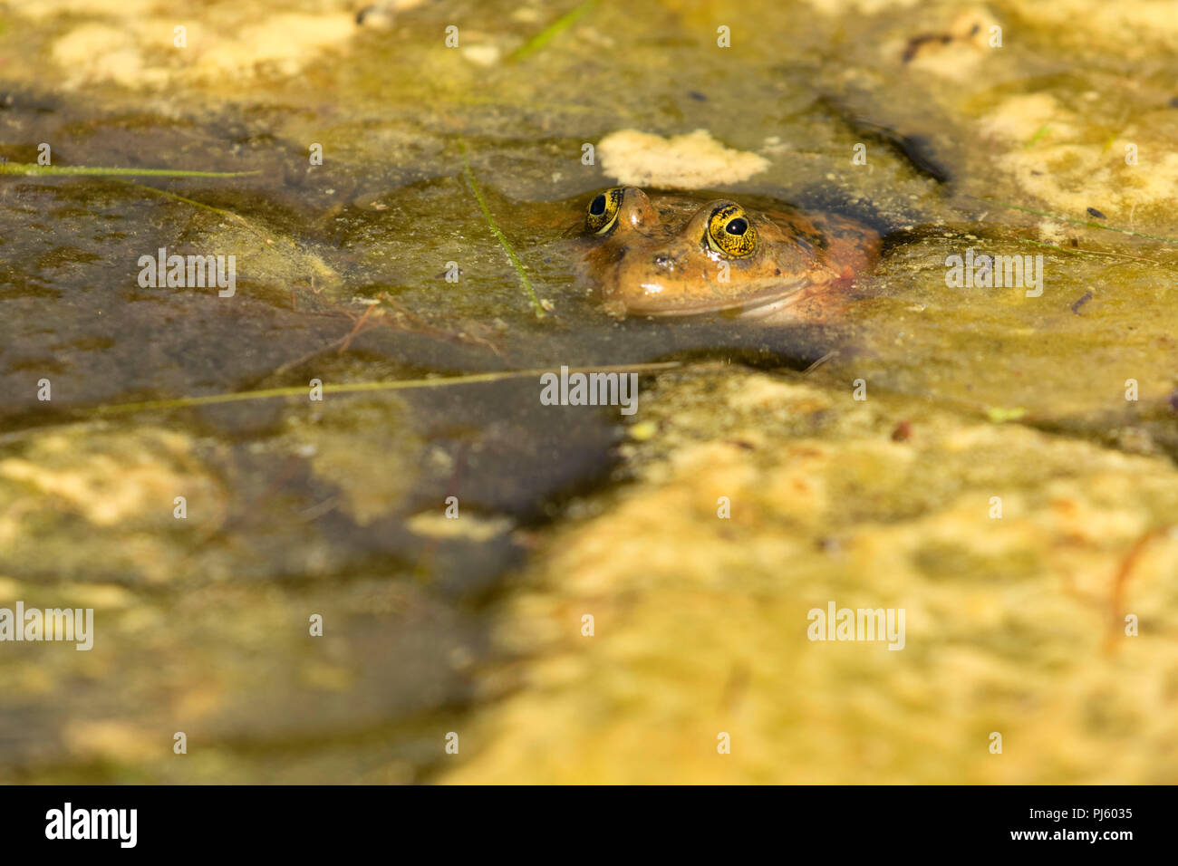 Frog on algae at Blue Lagoon on the Deschutes River, Deschutes National ...