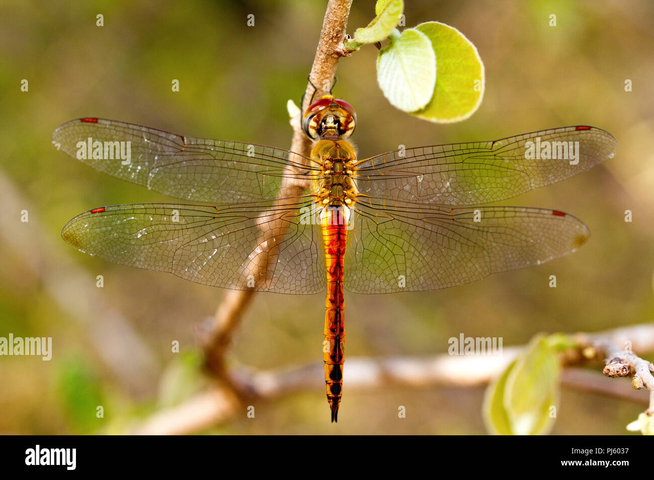 Carboniferous insect winged hi-res stock photography and images - Alamy