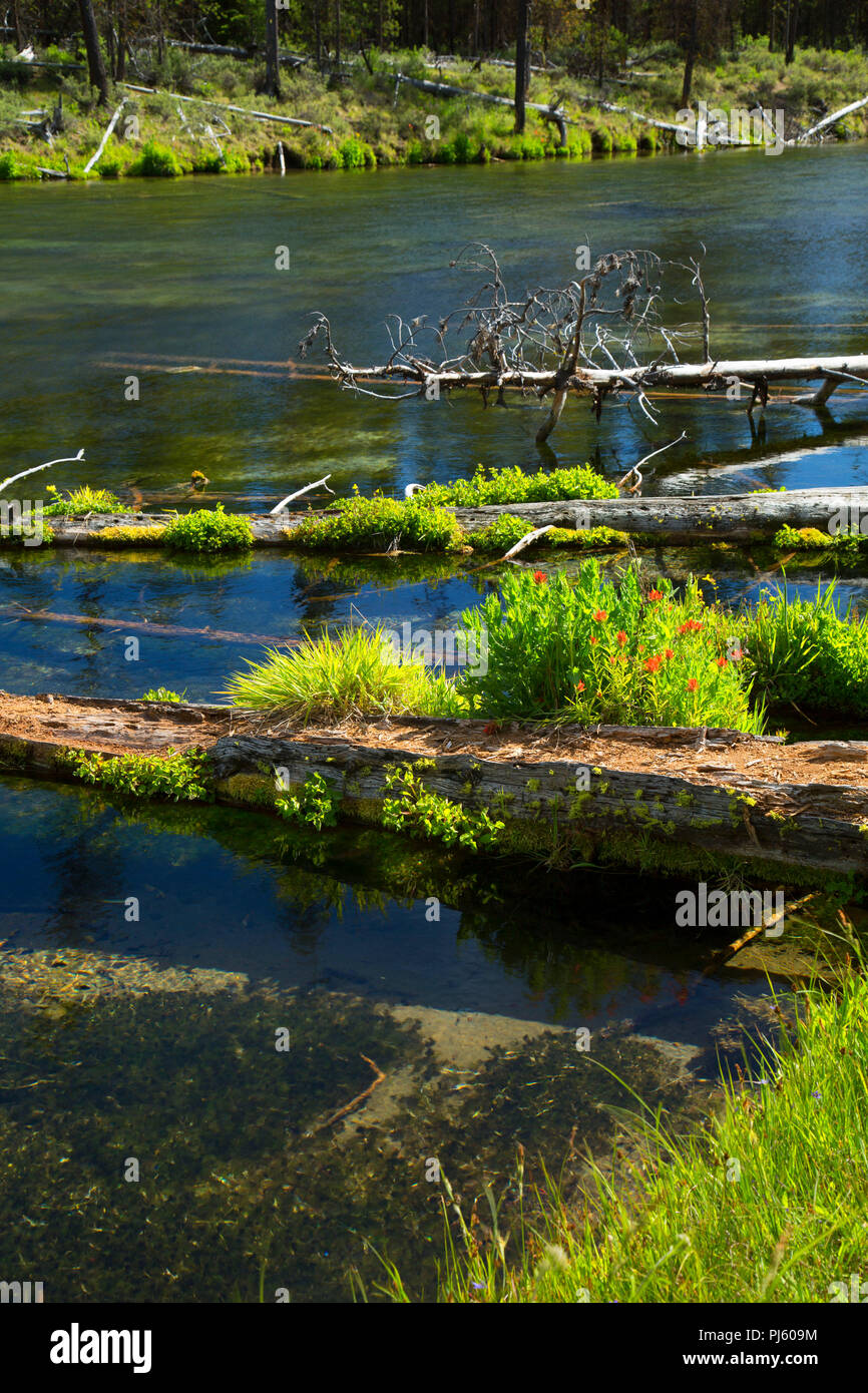 Fall River along Fall River Trail, Deschutes National Forest, Oregon ...