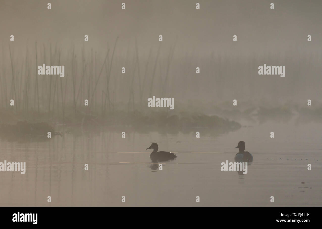 Ring-necked duck in fog at Hosmer Lake, Deschutes National Forest ...