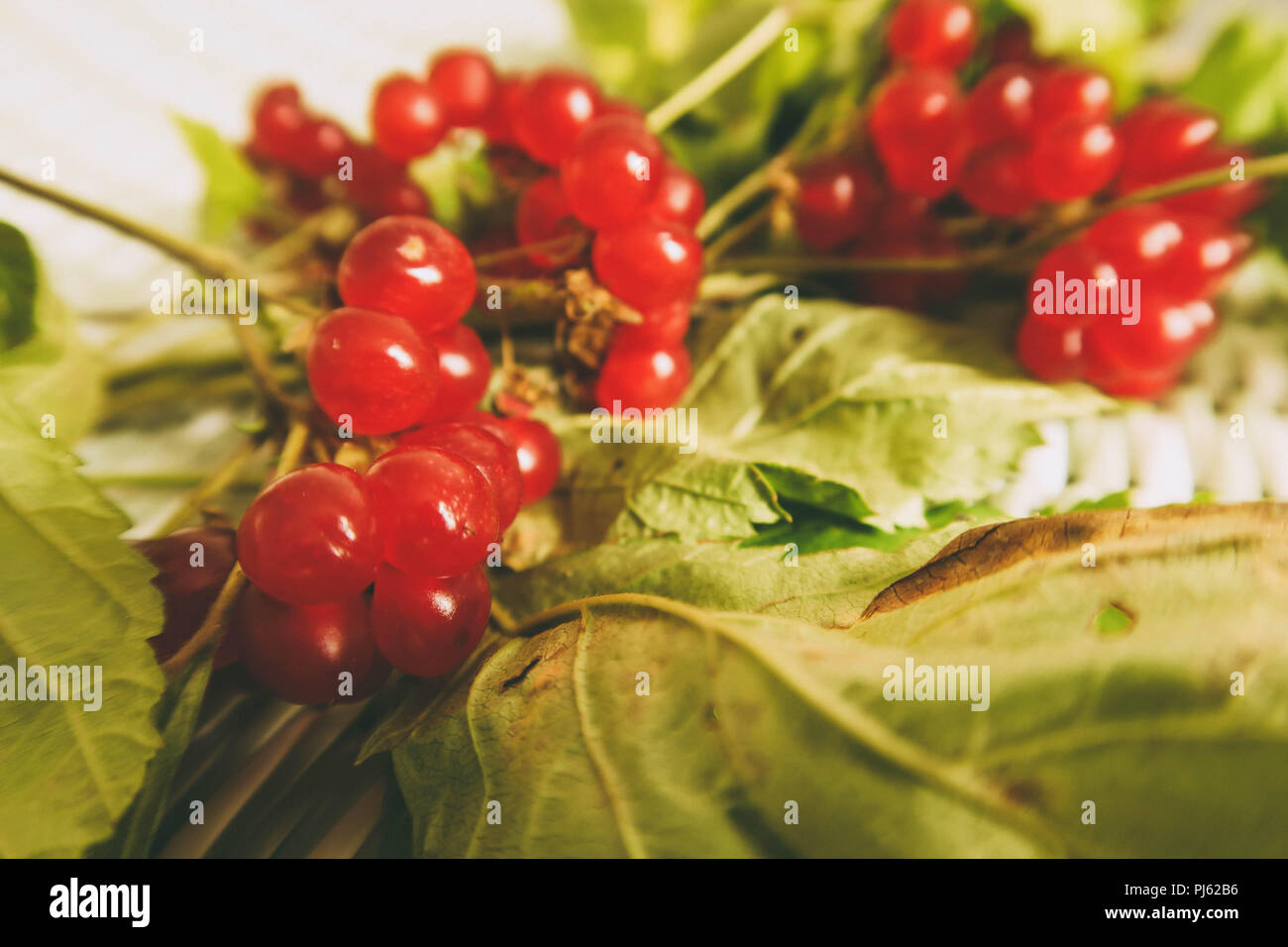 stoneberry red berries with leaves. healthy food. Healthy sweets Stock ...