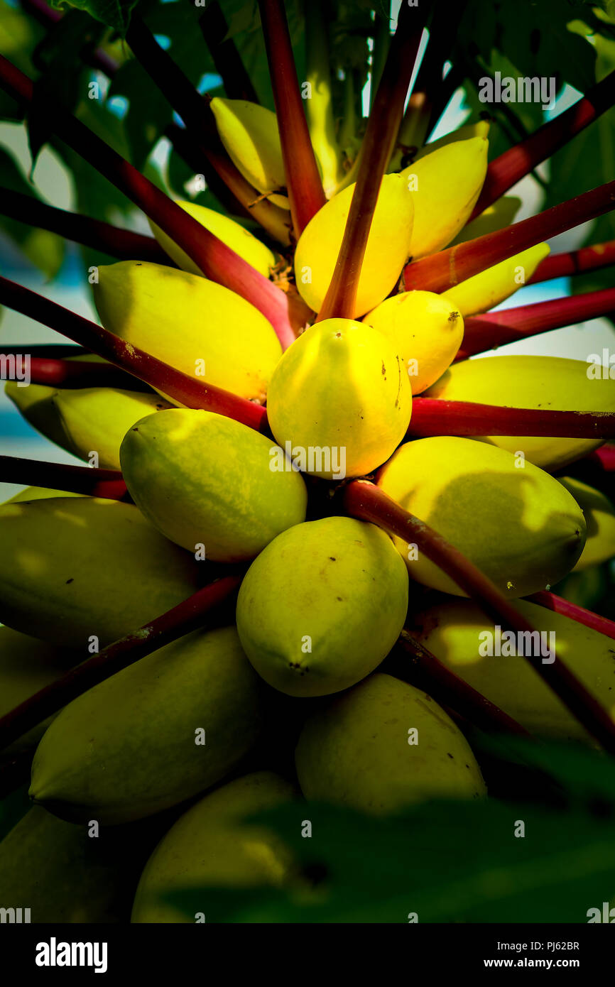 Yellow papaya tree hi-res stock photography and images - Alamy