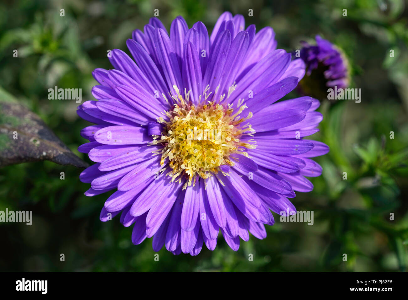 Michaelmas Daisy "Samoa Stock Photo - Alamy