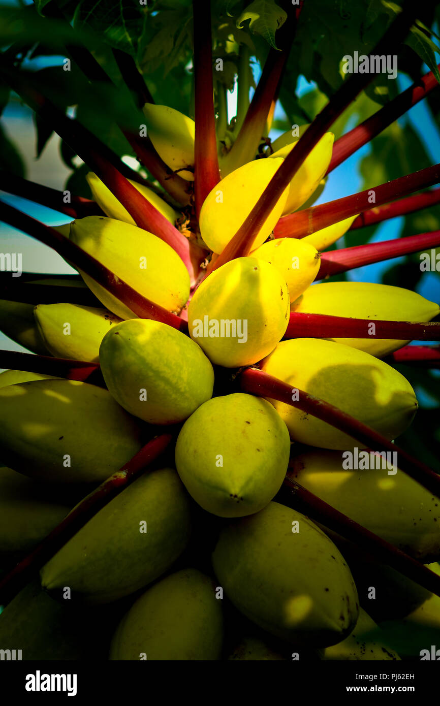 Papaya farm hi-res stock photography and images - Alamy