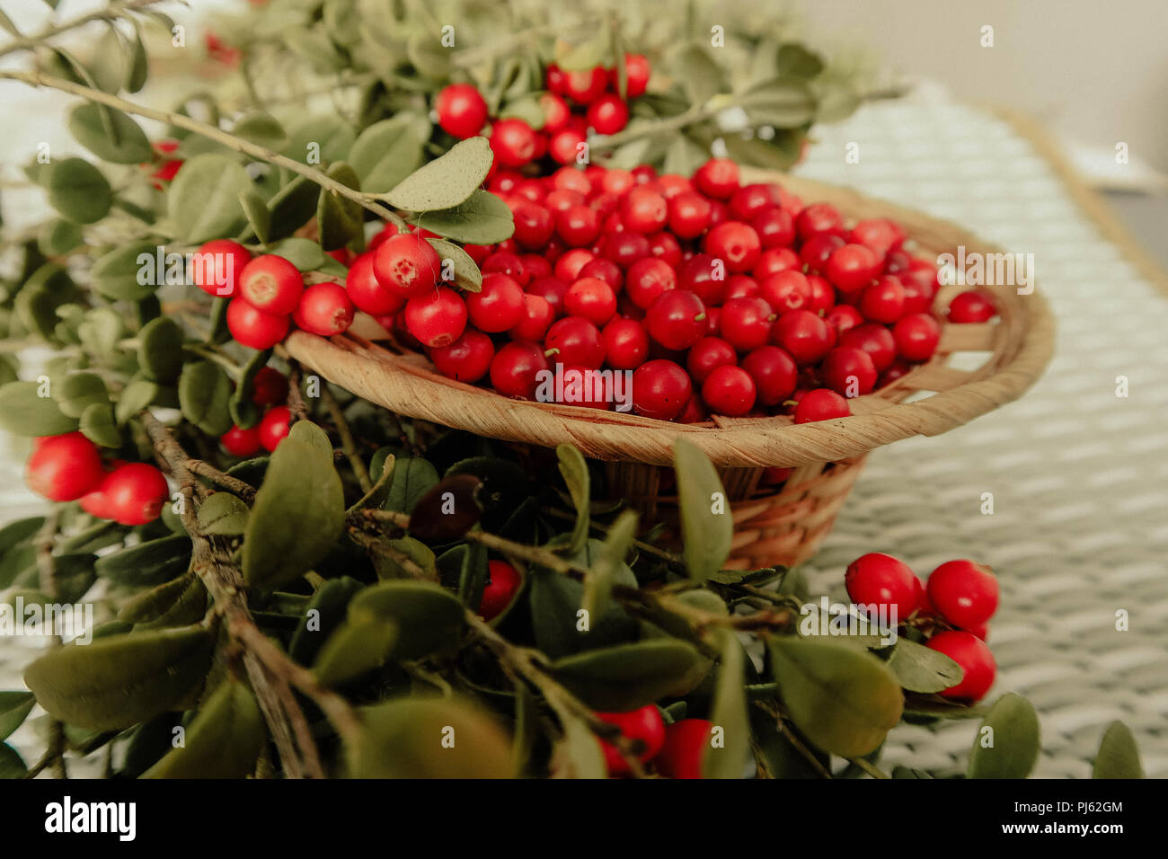 Red Lingonberry in the forest. Cowberry eurasian flora, forest ...
