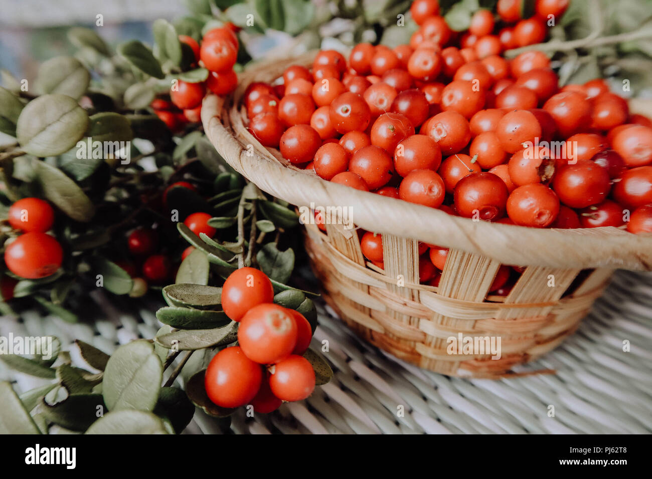Red Lingonberry in the forest. Cowberry eurasian flora, forest ...