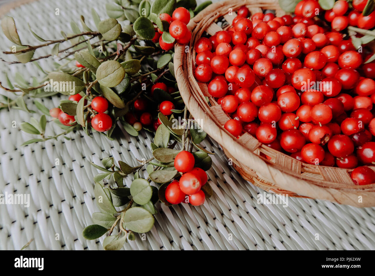Red Lingonberry in the forest. Cowberry eurasian flora, forest ...