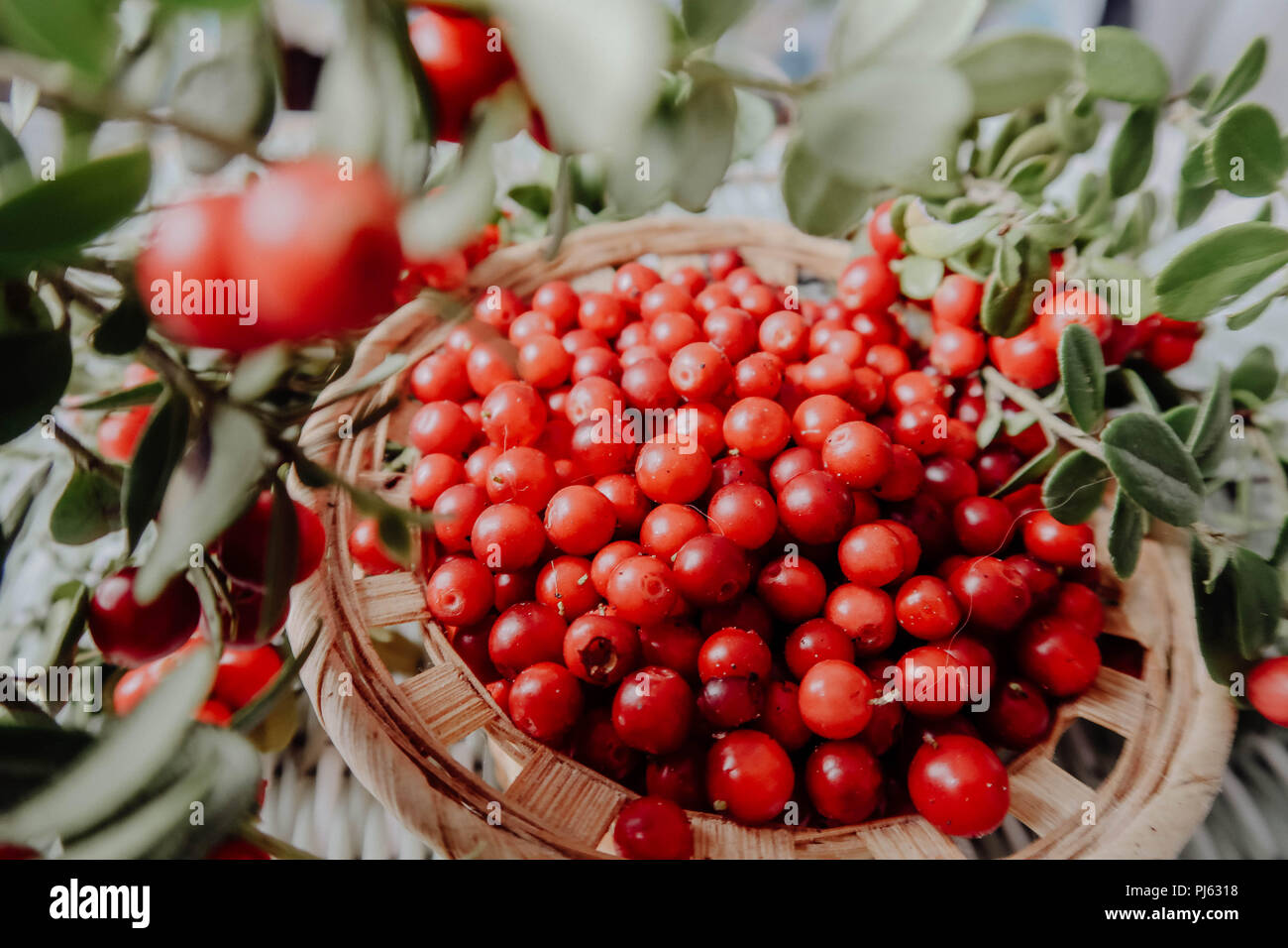 Red Lingonberry in the forest. Cowberry eurasian flora, forest ...