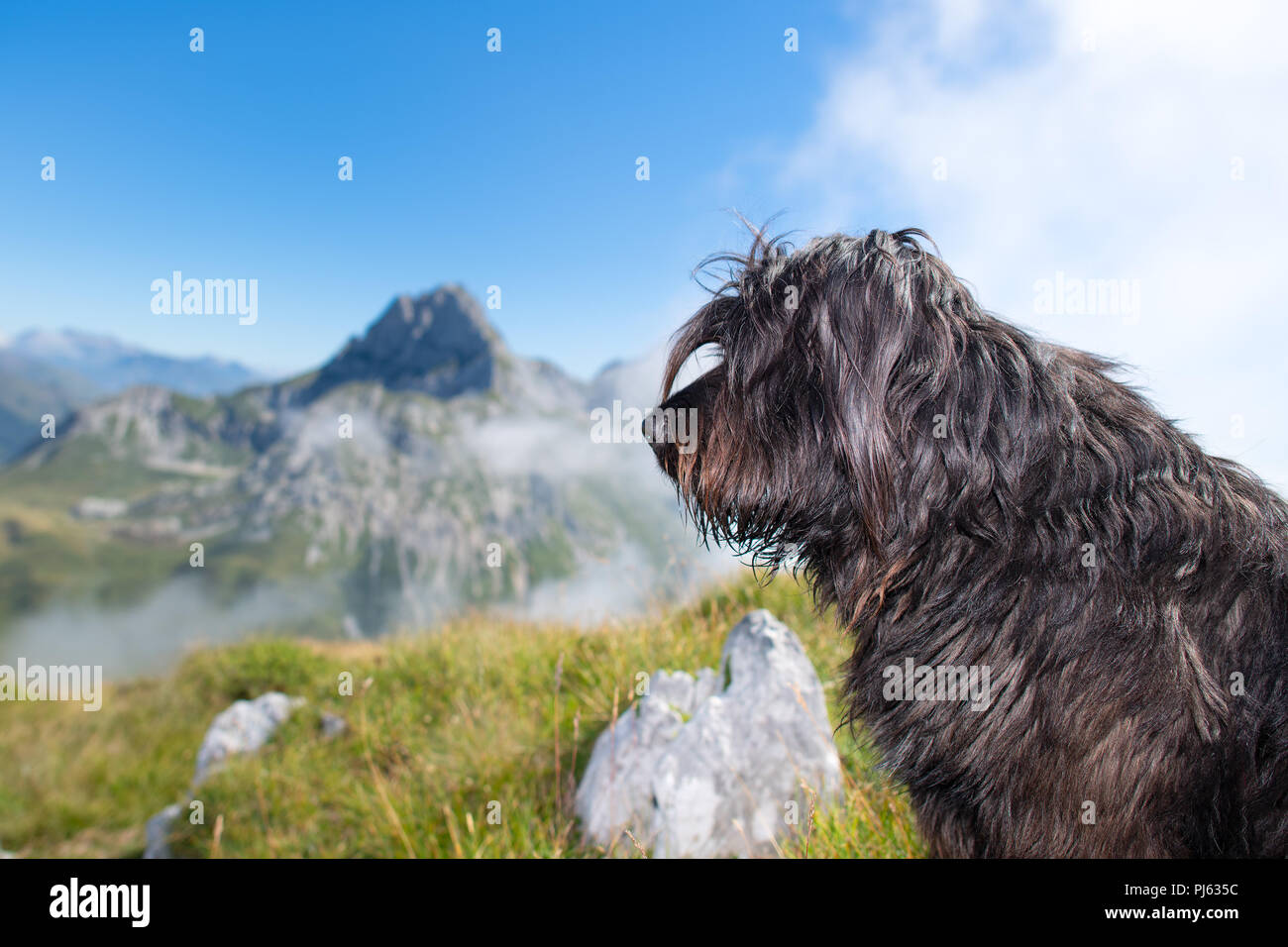 Bergamo shepherd dogs hi-res stock photography and images - Alamy