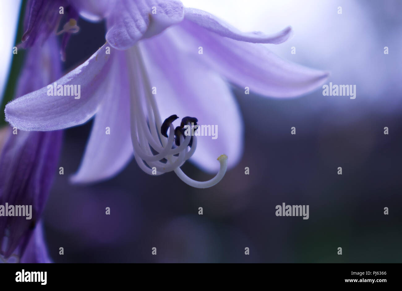 Blooming Hosta Flower Stock Photo - Alamy