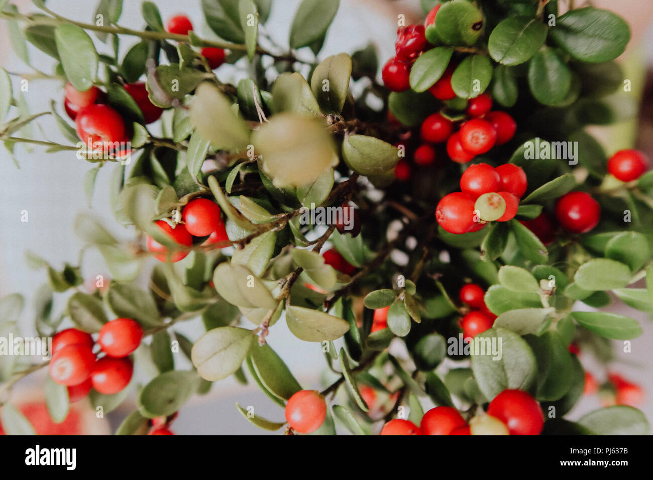 Red Lingonberry in the forest. Cowberry eurasian flora, forest ...