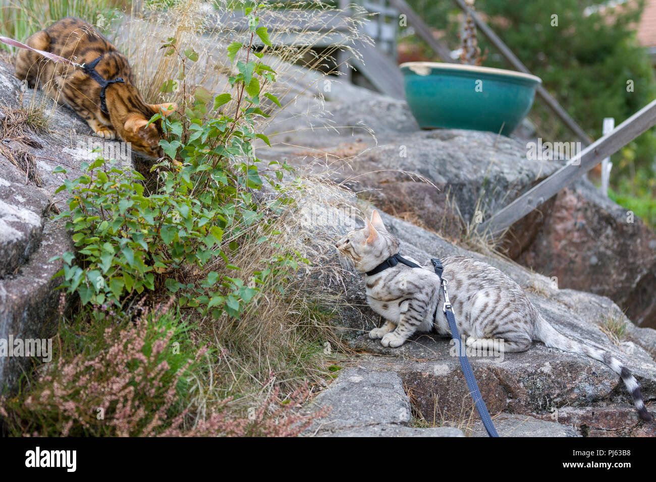 Bengal cat adult domestic hi-res stock photography and images - Alamy