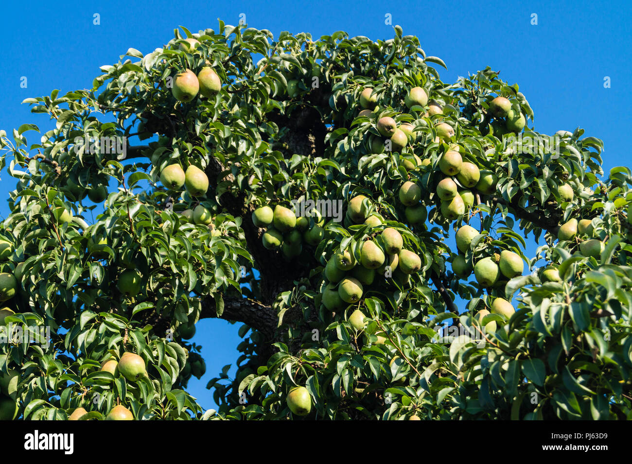Pears Plantage in Hamburg old land Stock Photo - Alamy