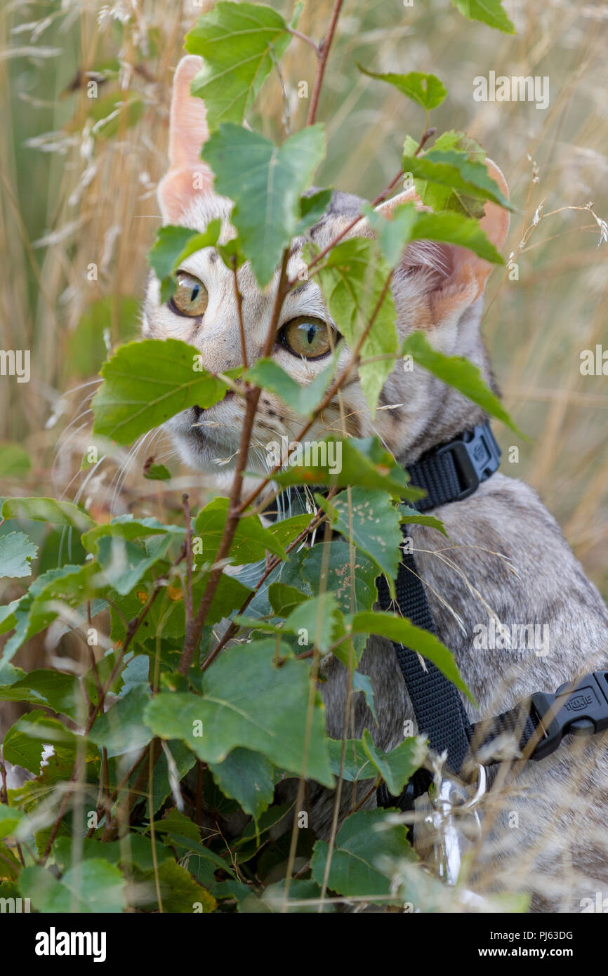 Hiding behind bush hi-res stock photography and images - Alamy