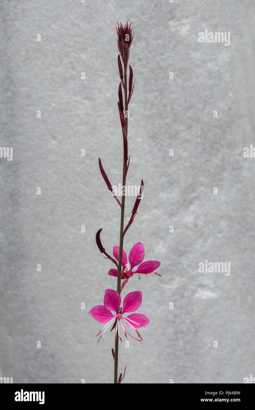 Blooming beautiful colorful fresh natural flowers in view Stock Photo ...