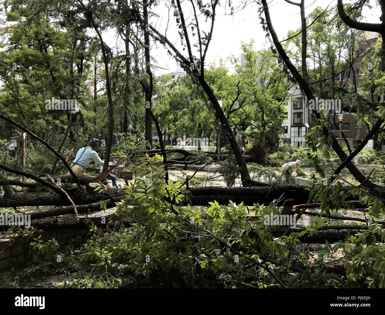 Nishi-ku, Osaka city, Japan. 5th Sep, 2018. Broken trees are seen at ...