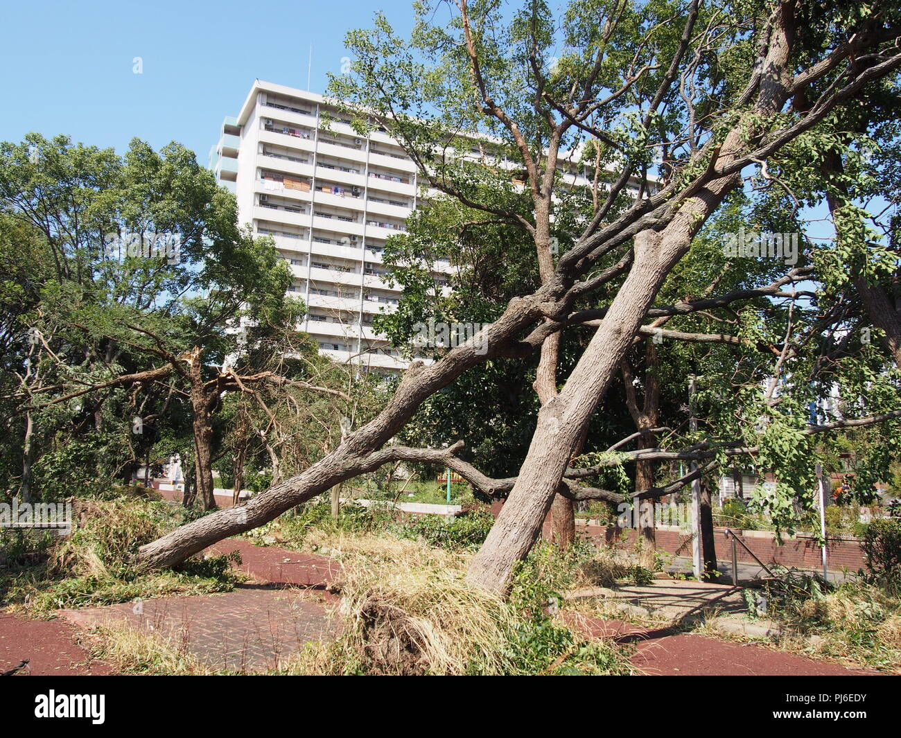 Suminoe-ku, Osaka city, Japan. 5th Sep, 2018. Debris is seen in Osaka ...
