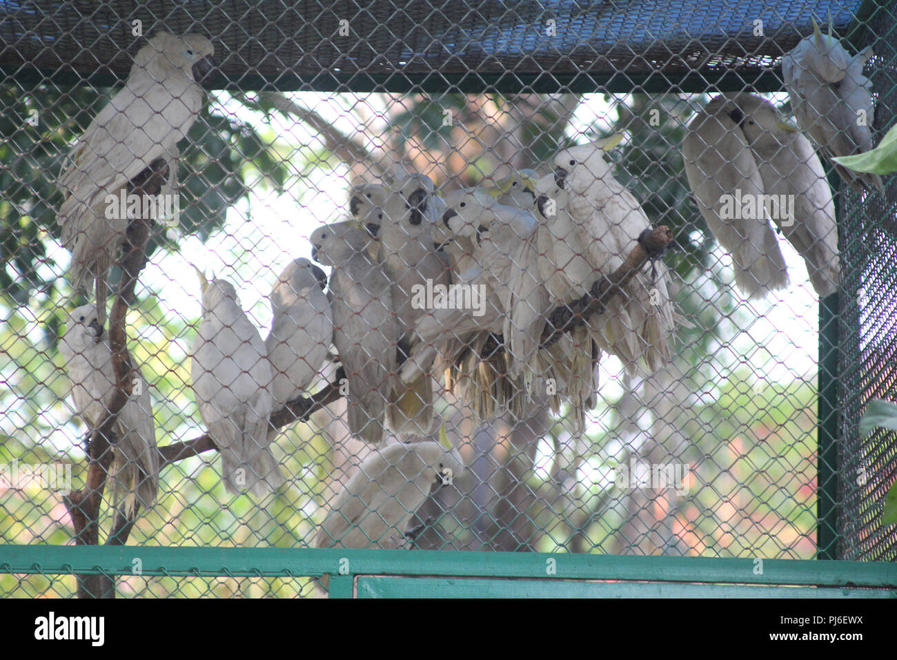Parrots of indonesia hi-res stock photography and images - Alamy