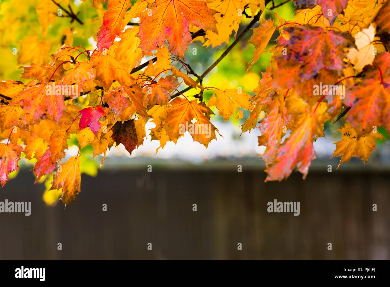 Fall background with a tree branch with leaves in autumn colors ...