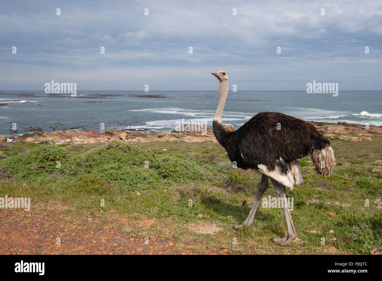 Ostrich sea hi-res stock photography and images - Alamy