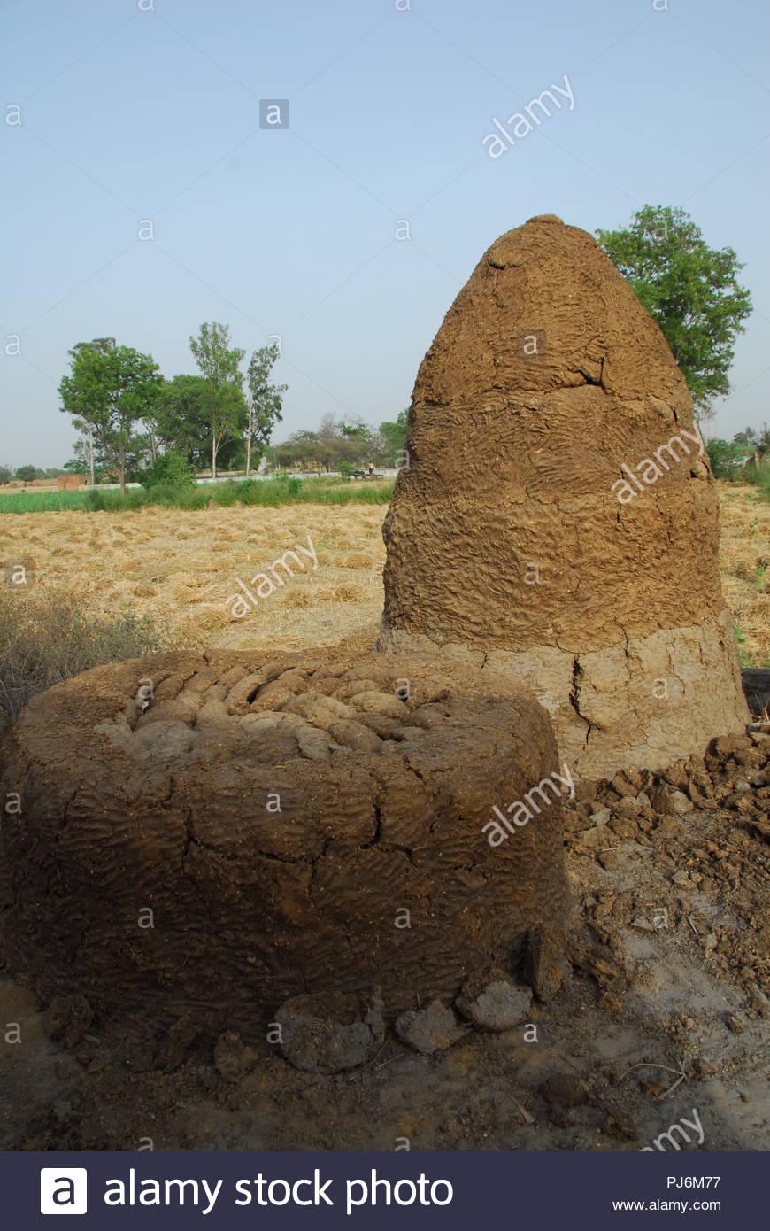Buffalo Dung Stock Photos & Buffalo Dung Stock Images - Alamy