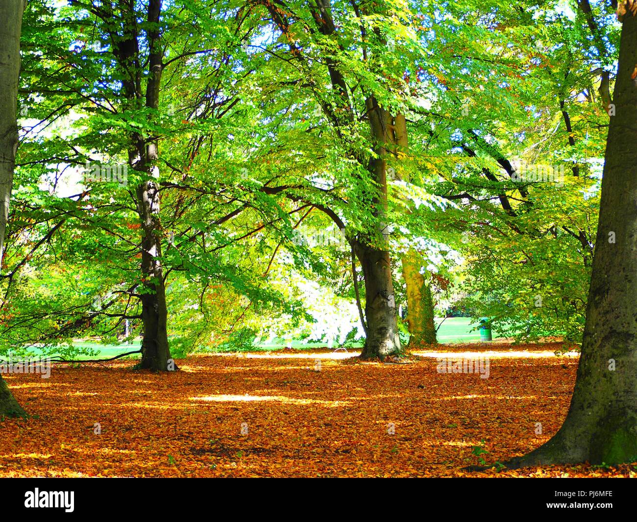 Autumn scene Le Grange Park Geneva, Switzerland the sun shining through ...