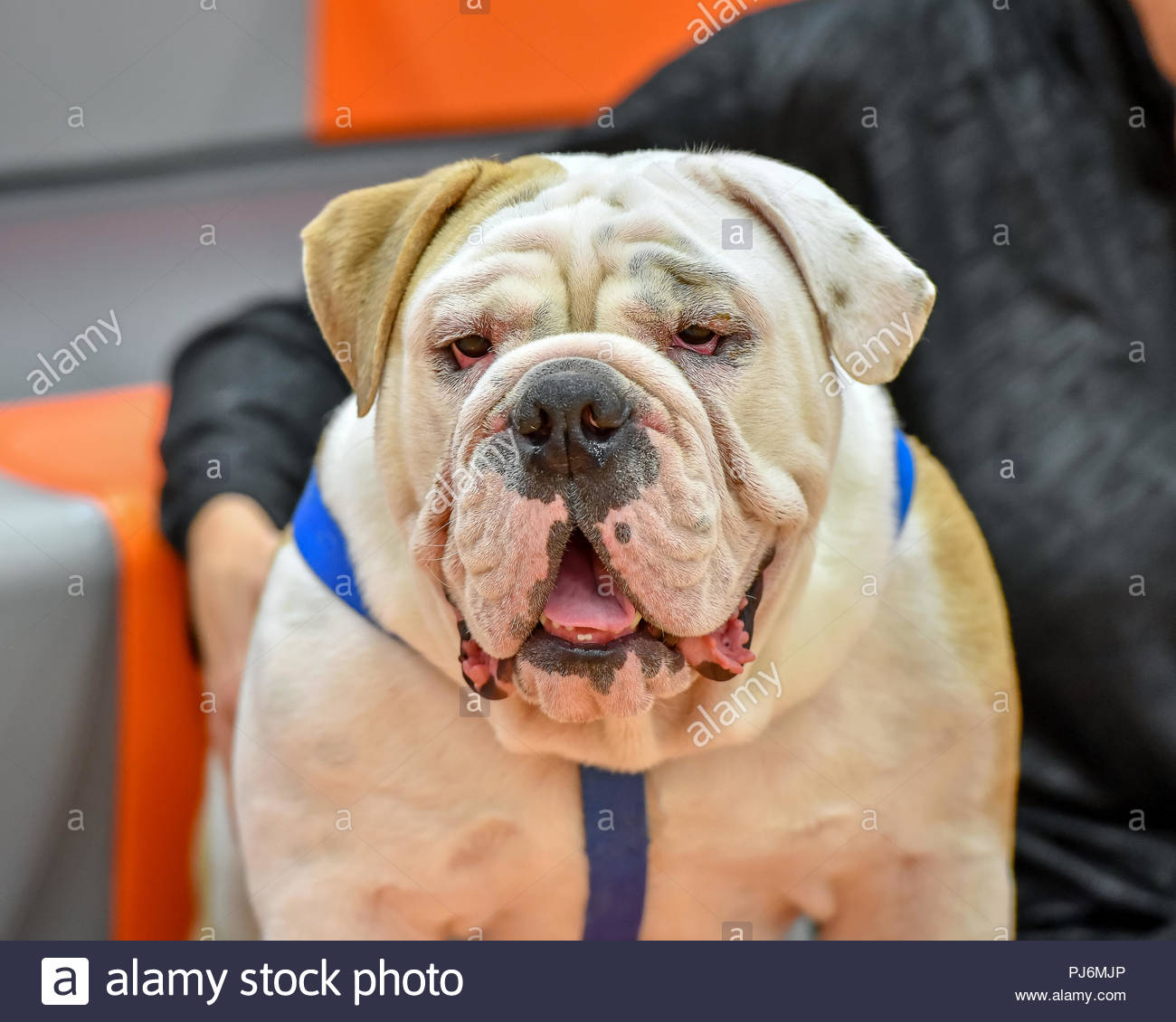 Bulldog School Stock Photos & Bulldog School Stock Images - Alamy
