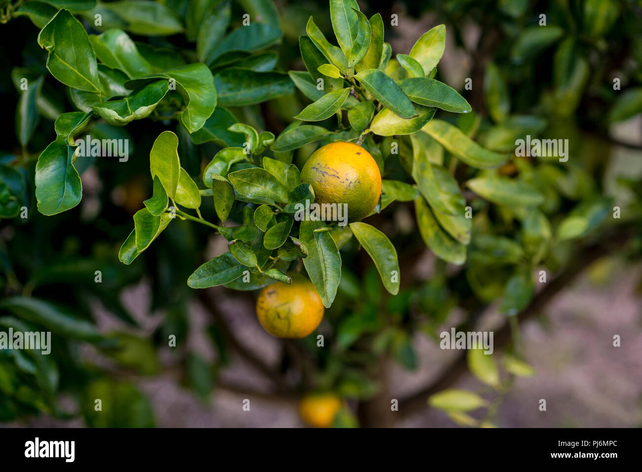 orange trees full of fruit Stock Photo - Alamy