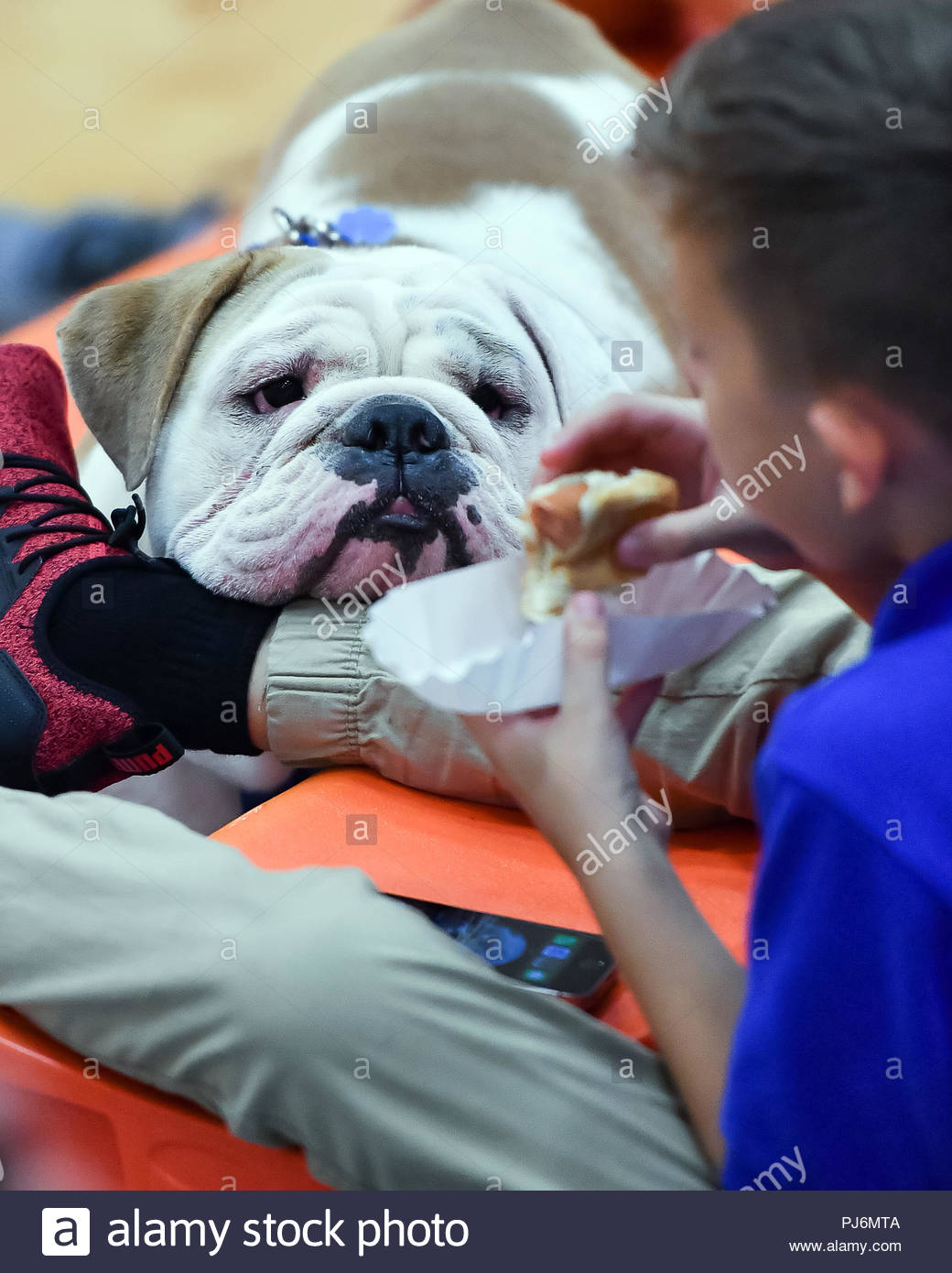 Bulldog School Stock Photos & Bulldog School Stock Images - Alamy