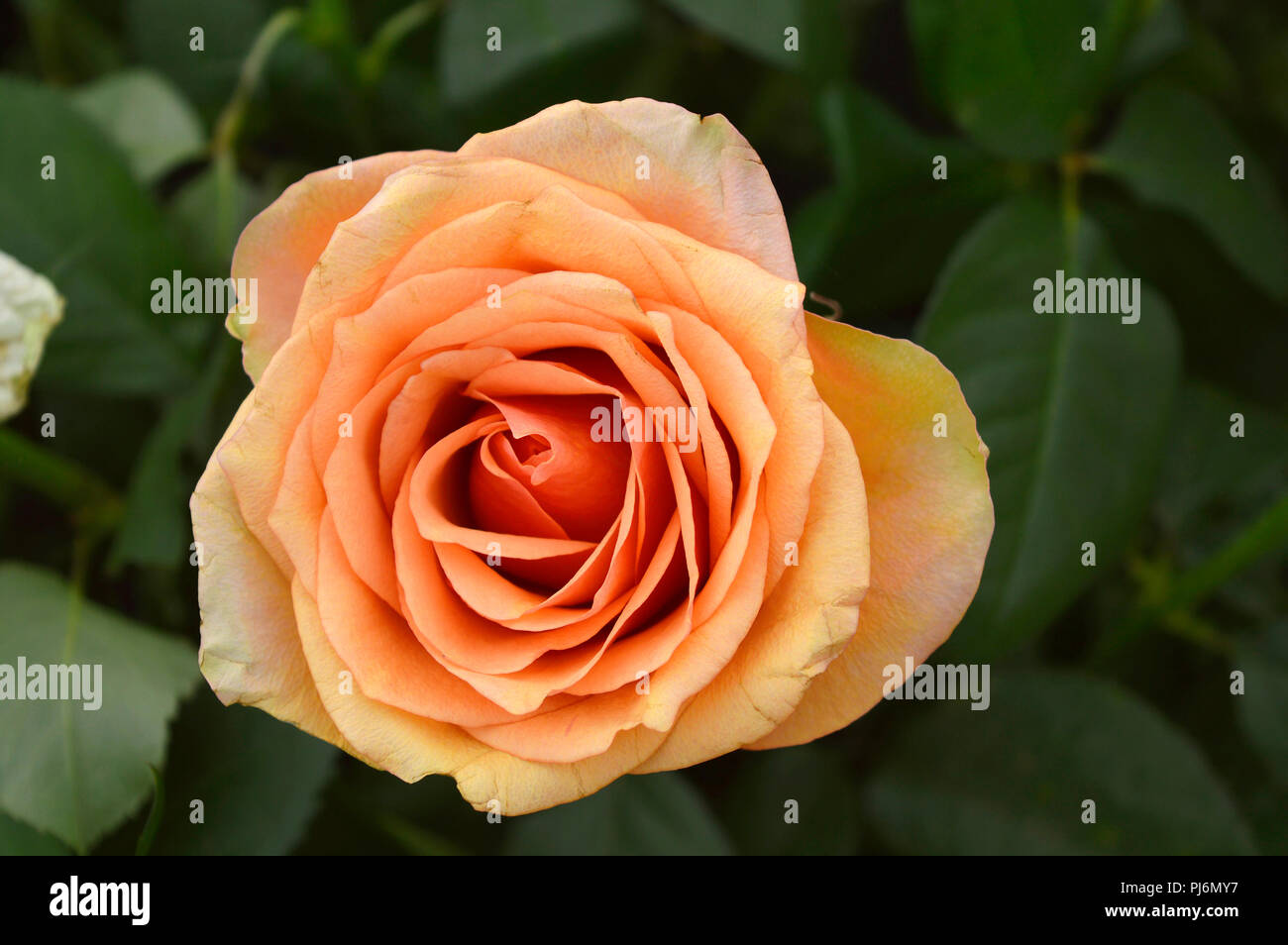Close up of single peach hi-res stock photography and images - Alamy