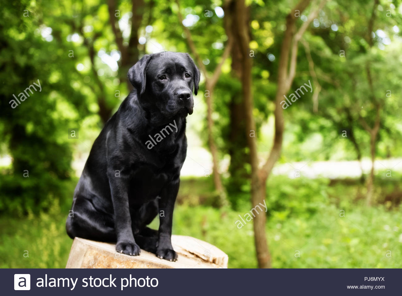 Adult Labrador Retriever Stock Photos & Adult Labrador Retriever Stock ...