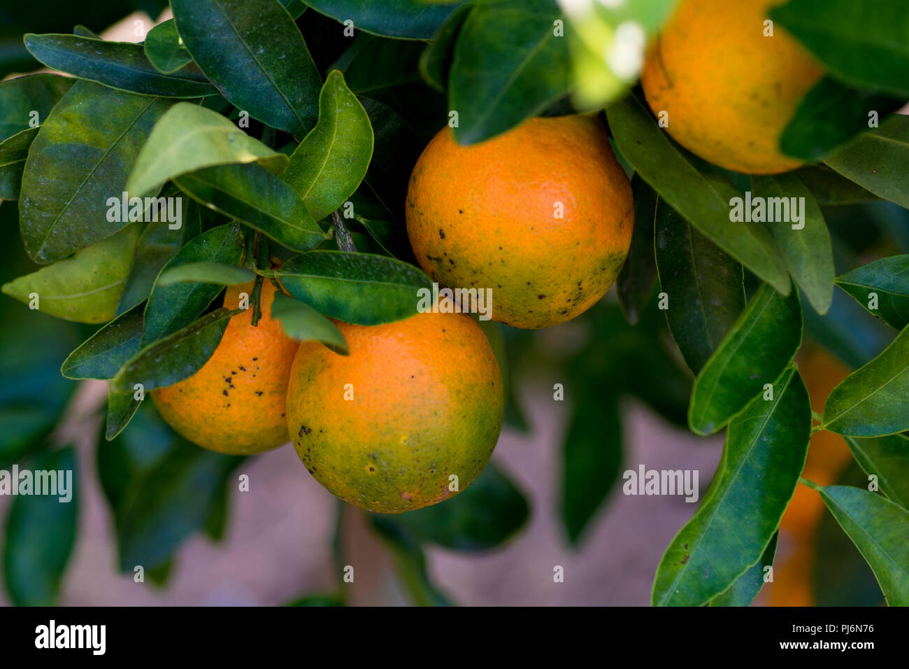orange trees full of fruit Stock Photo - Alamy