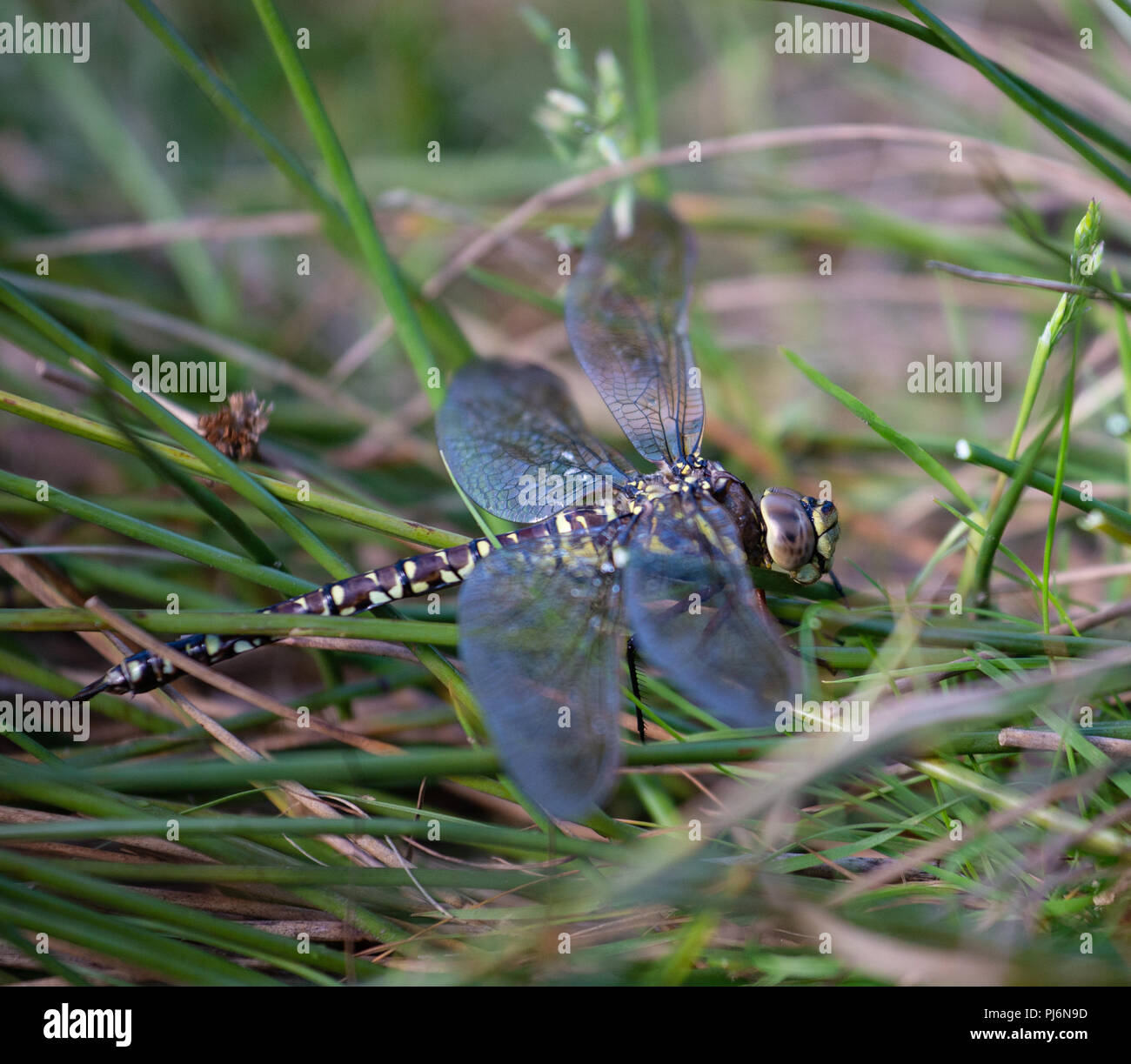 Common hawker female dragonfly resting on ground Stock Photo - Alamy