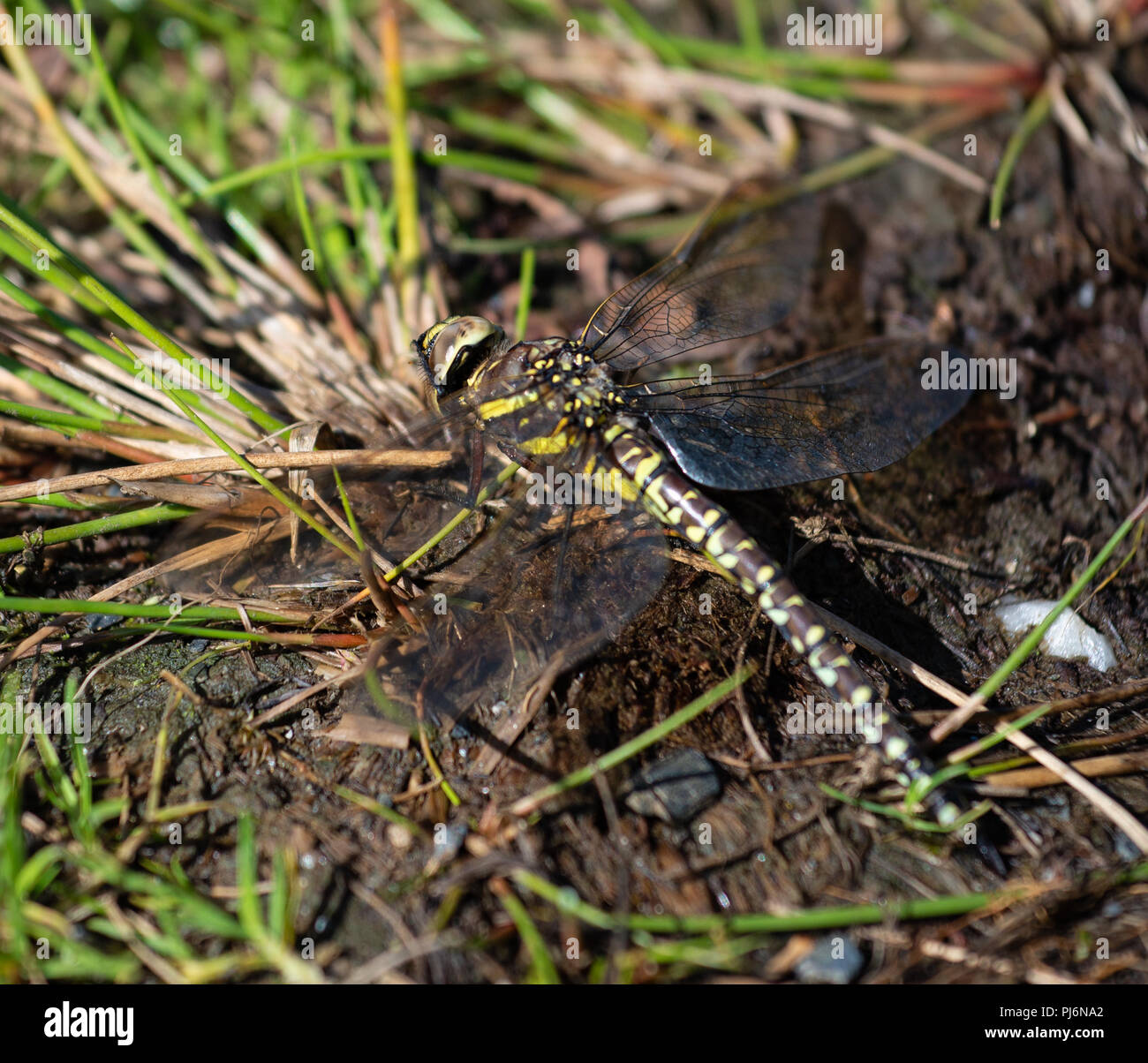Common hawker female dragonfly resting on ground Stock Photo - Alamy