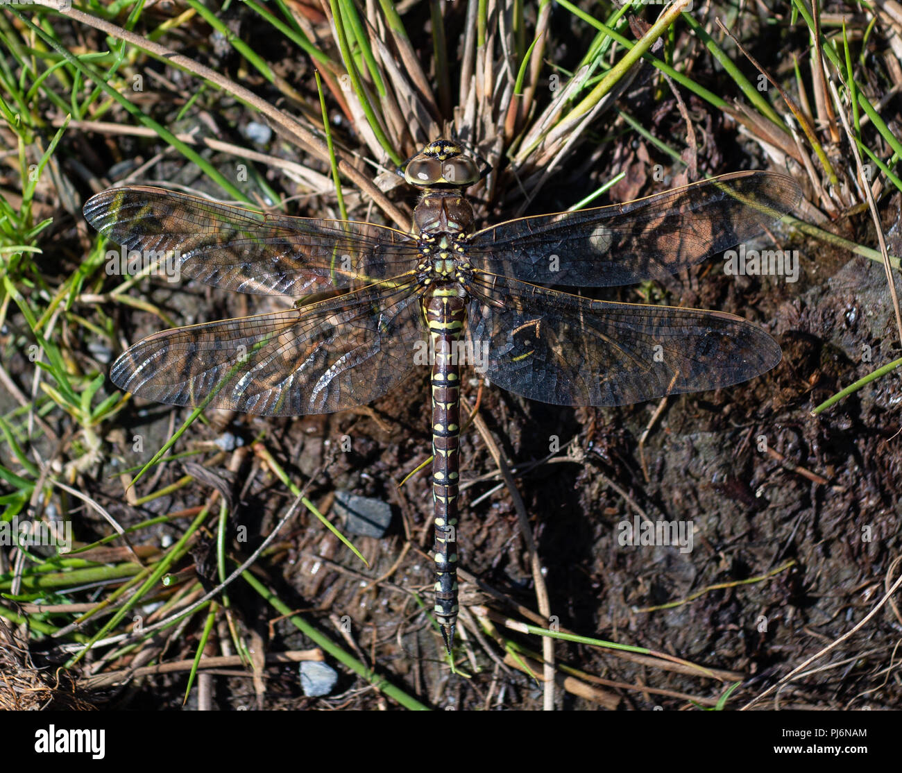 Common hawker female dragonfly resting on ground Stock Photo - Alamy