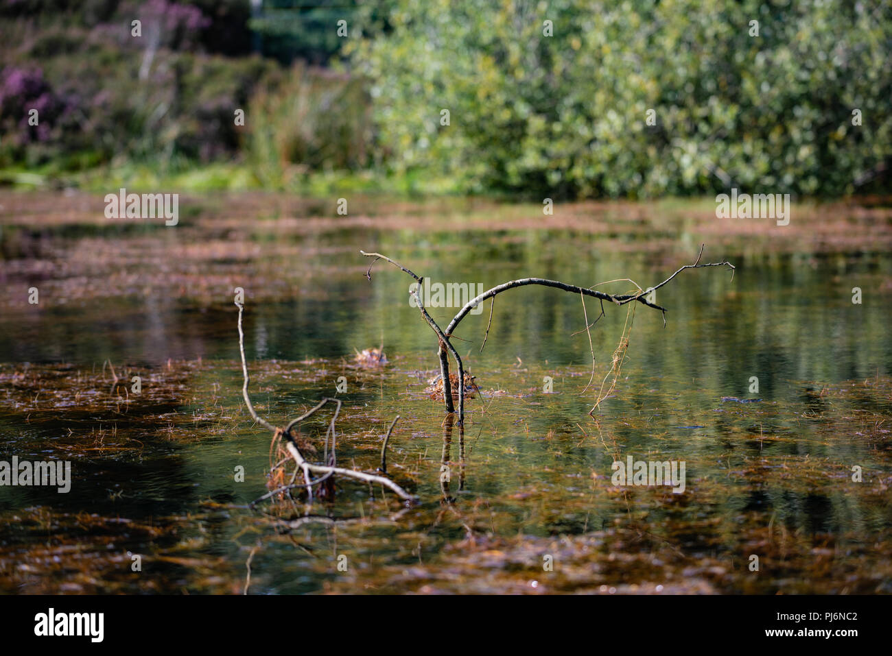 Orange alage hi-res stock photography and images - Alamy