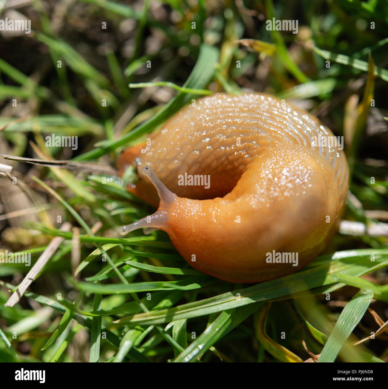 Orange slug hi-res stock photography and images - Alamy