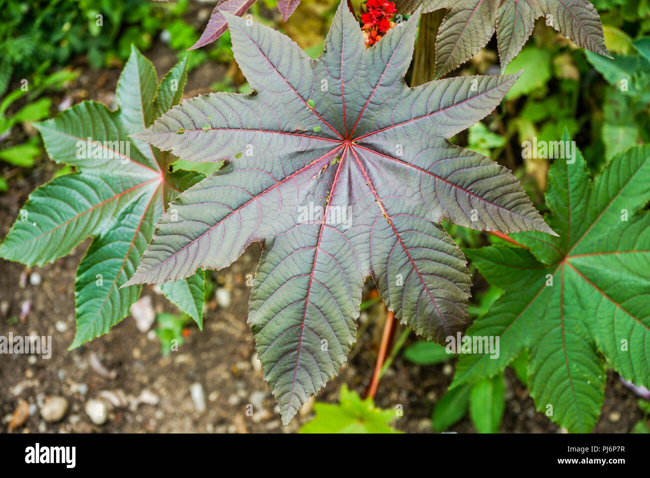 garden scene of wonder tree plant leaf, high angle view Stock Photo - Alamy