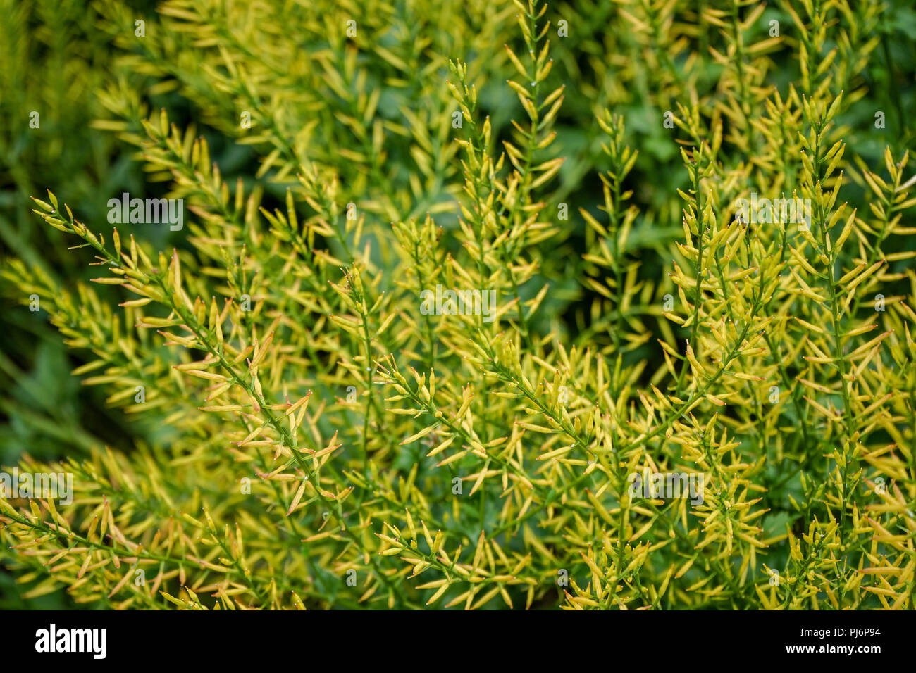 Mustard herb also known as rocketcress, winter rocket or wound rocket ...