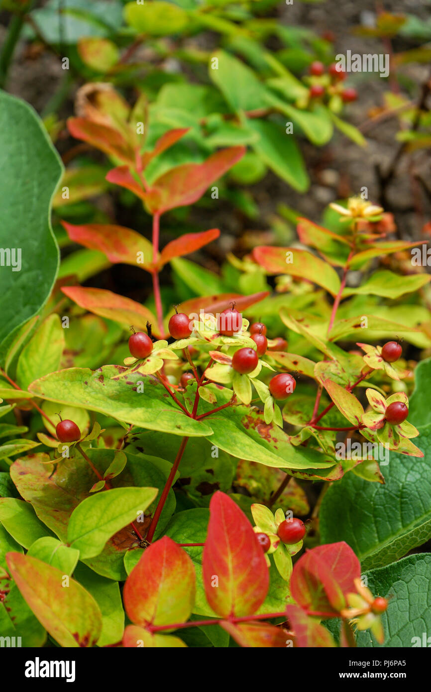 Yellow hypericum androsaemum plant hi-res stock photography and images ...