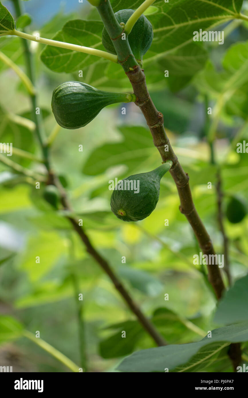 ficus carica plant tree with green leaves and ripe fruits Stock Photo ...