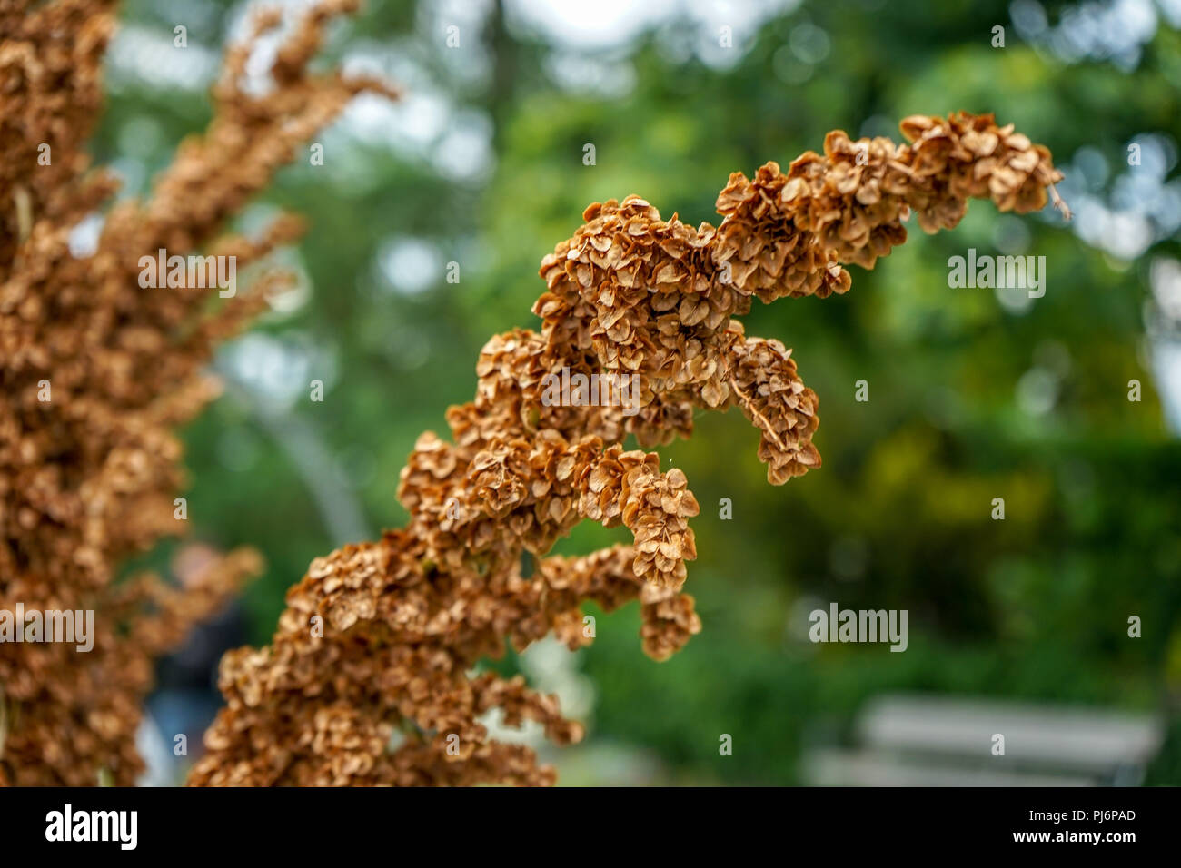 herbaceous perennial plant of the genus rumex from the polygonaceae ...