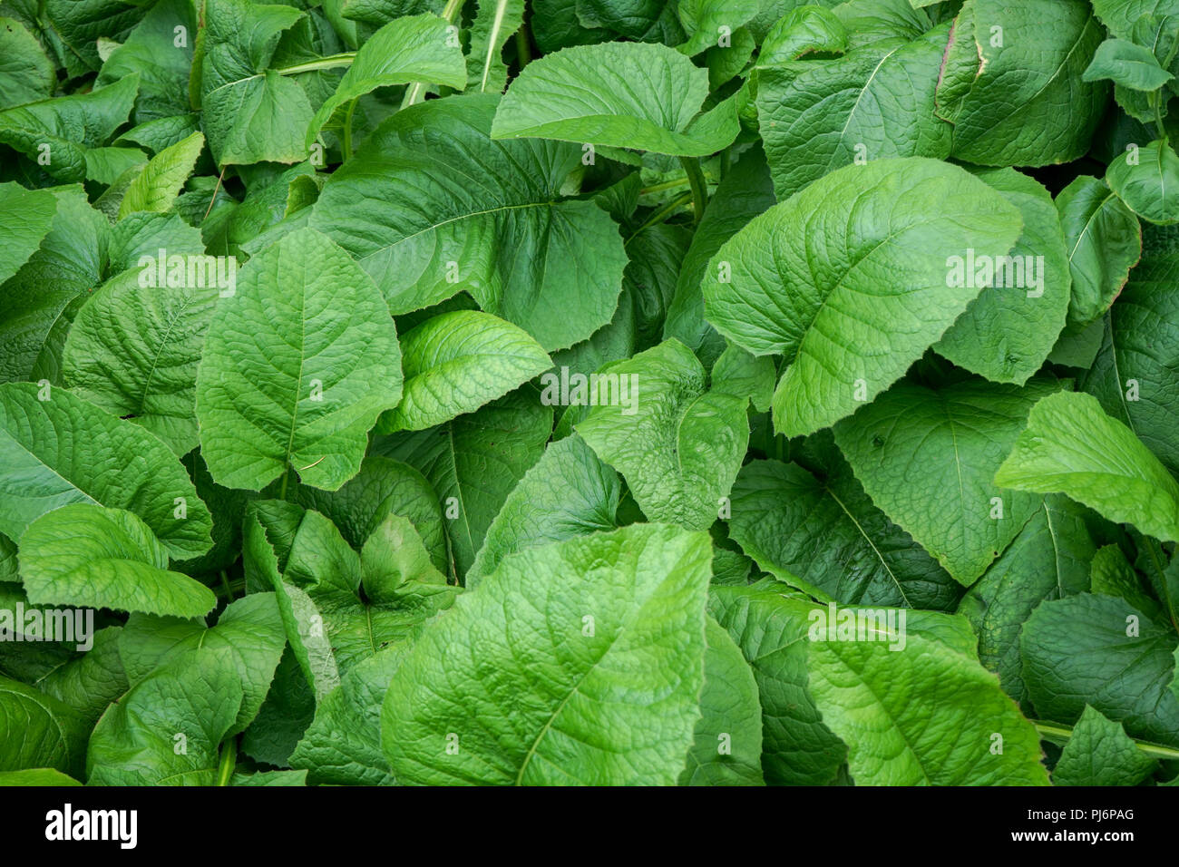 Leaf pattern design with various sizes of asteraceae plant from russia ...