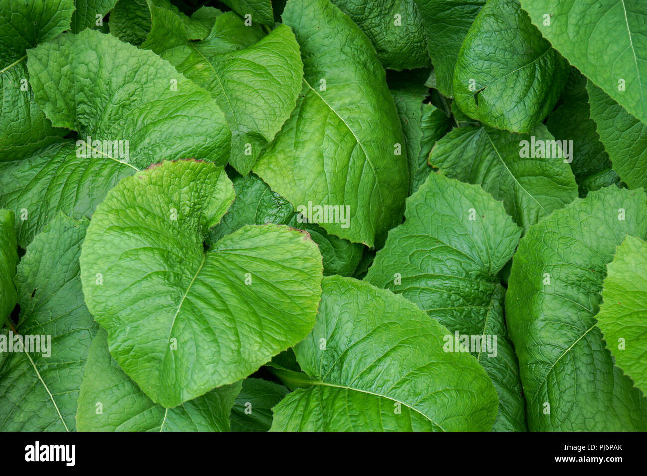 Leaf pattern design with various sizes of asteraceae plant from russia ...